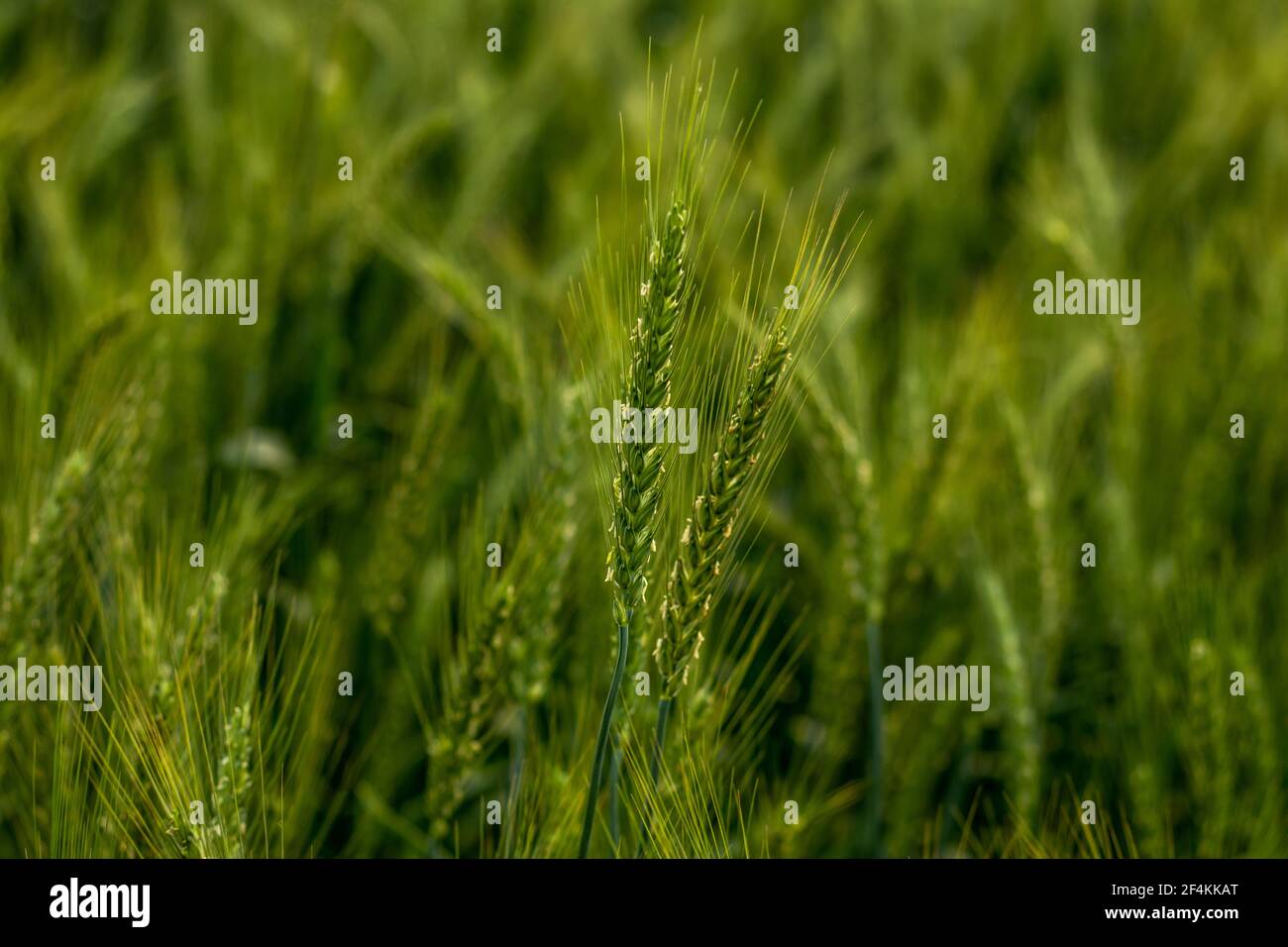 Food refining hi-res stock photography and images - Alamy