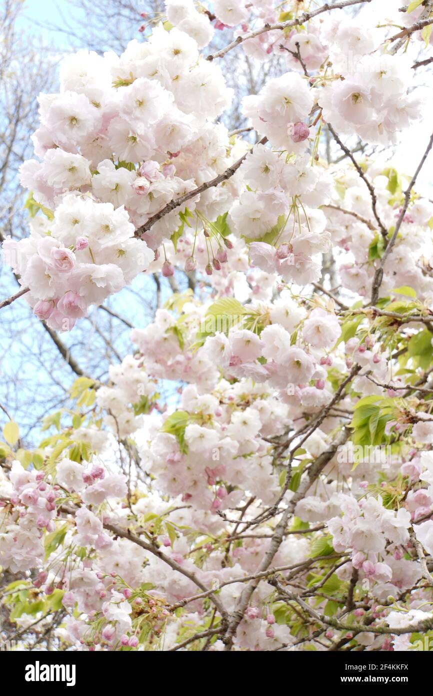 cherry blossom flowers on a tree on a Spring day Stock Photo - Alamy
