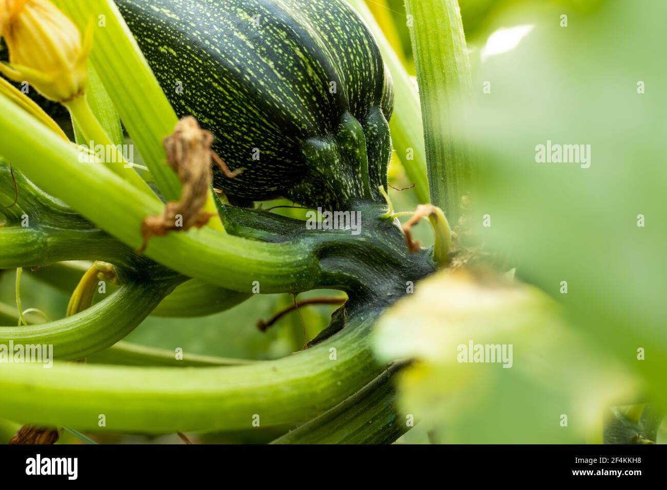 Cousa squash hi-res stock photography and images - Alamy