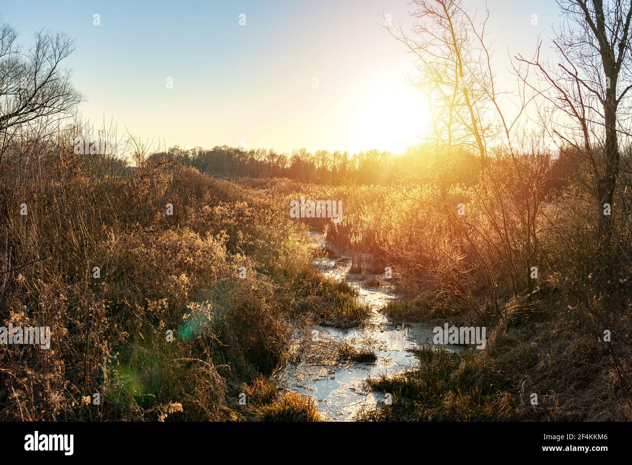 Reed by sunset hi-res stock photography and images - Alamy