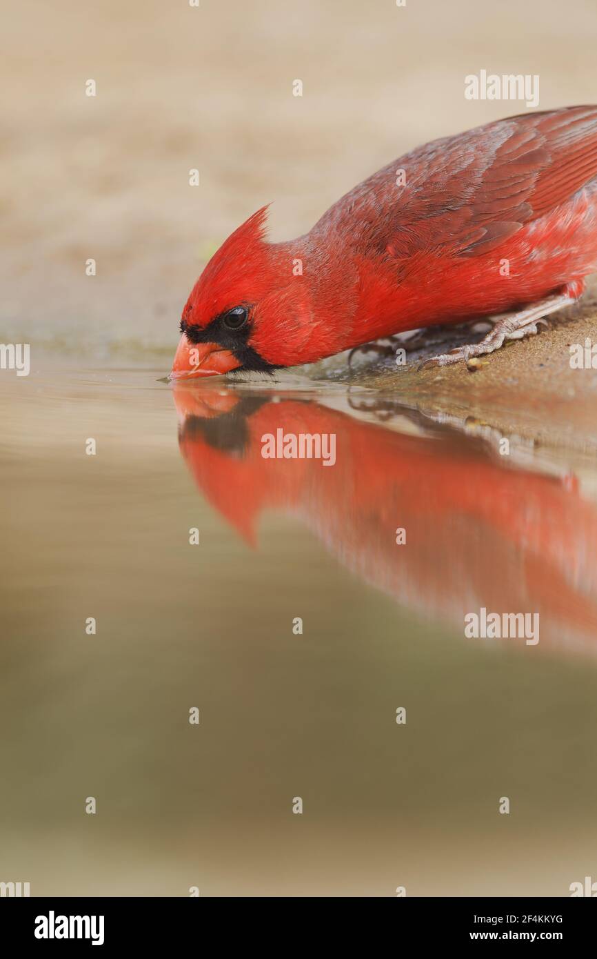 Richmondena cardinalis hi-res stock photography and images - Alamy