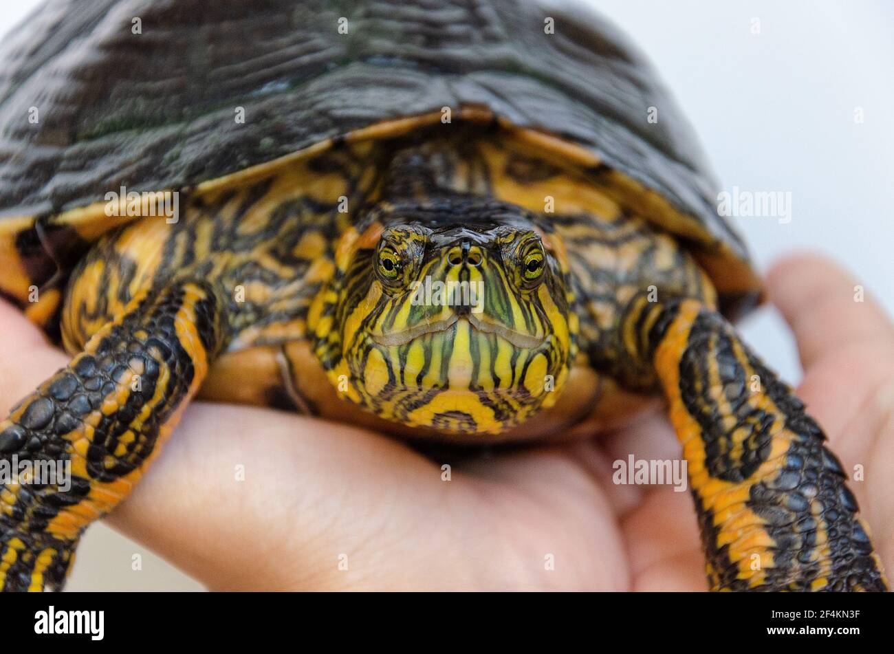 Hands and turtle hi-res stock photography and images - Alamy