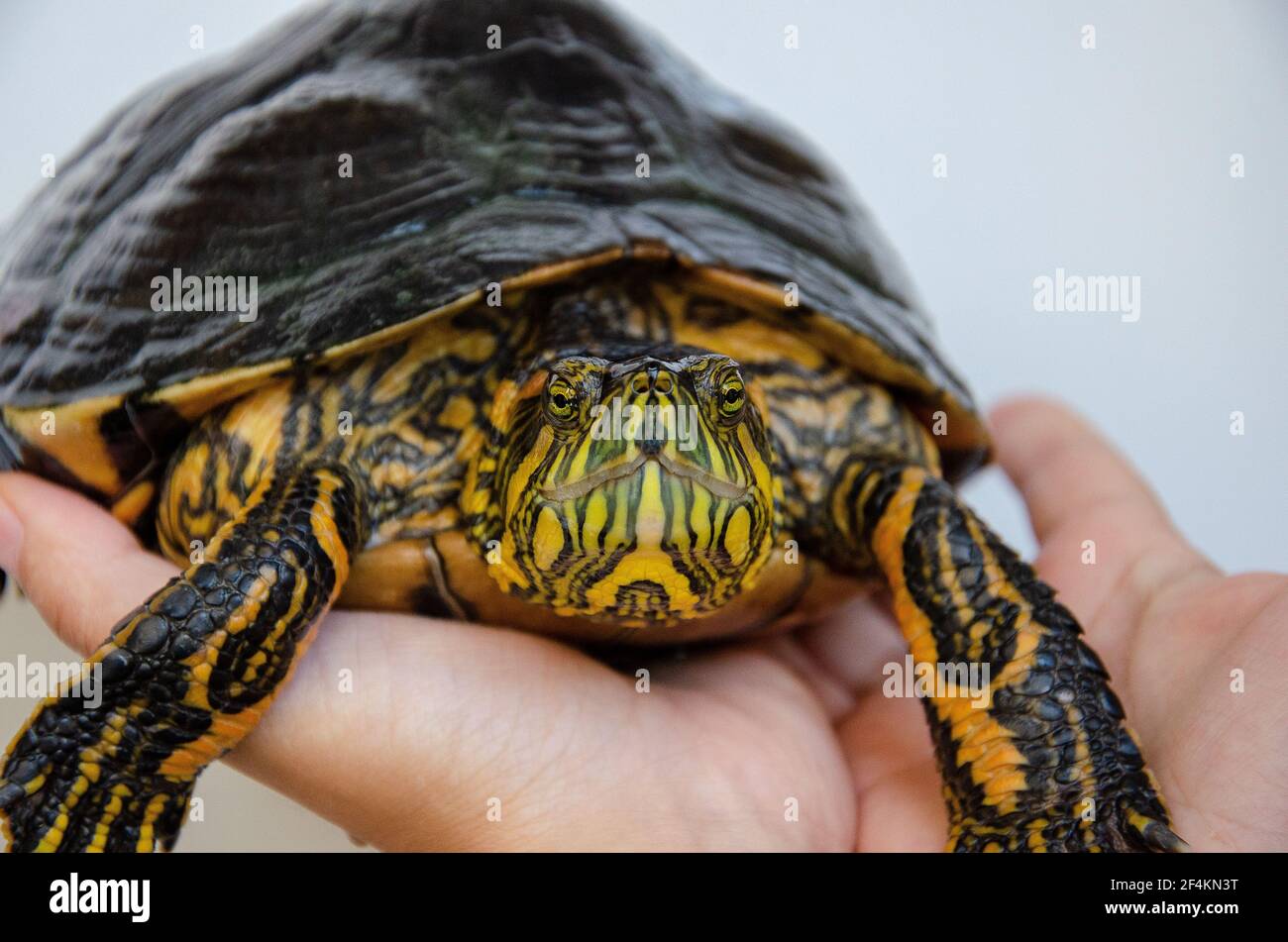 Hands and turtle hi-res stock photography and images - Alamy