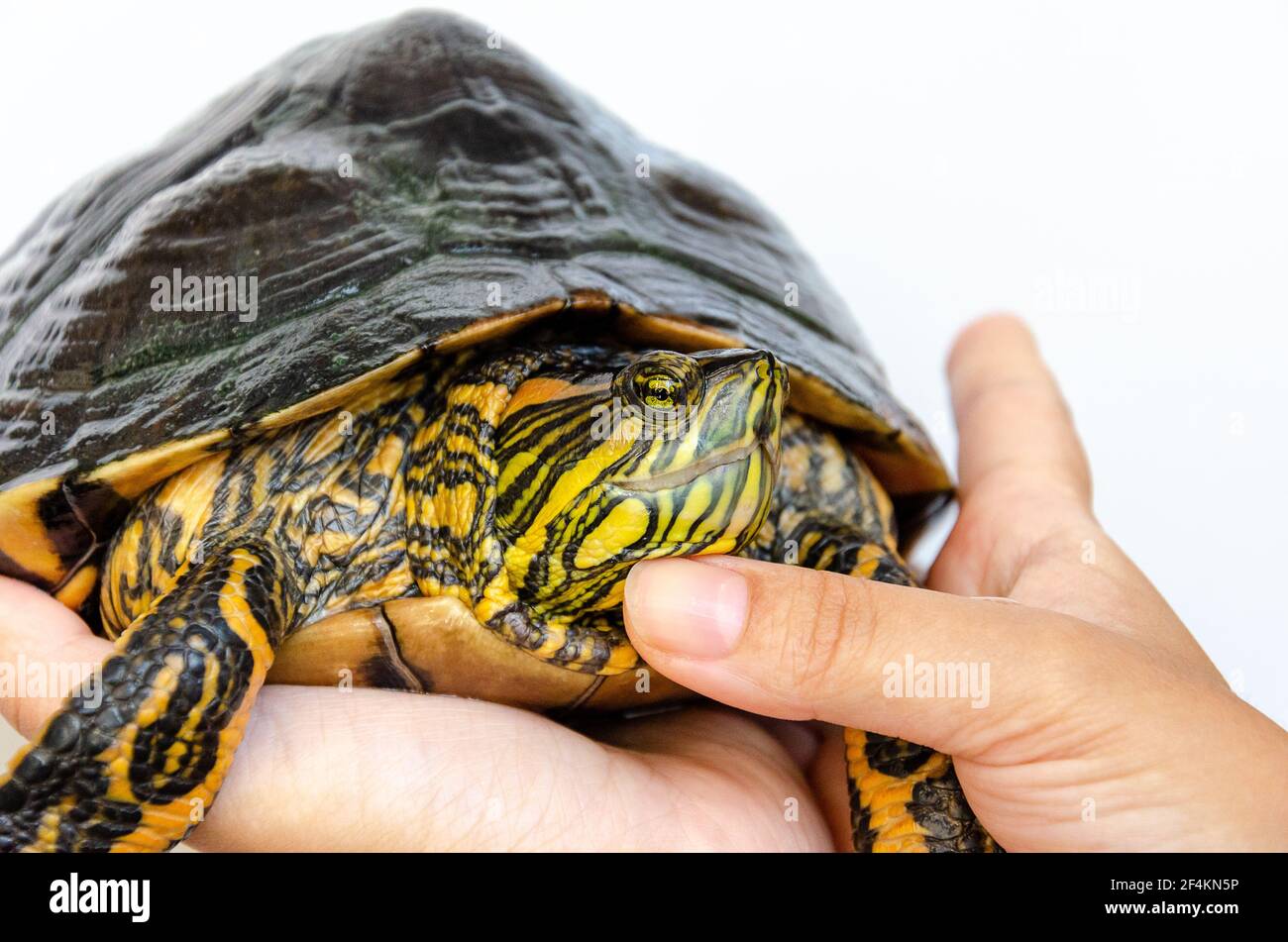 Hands and turtle hi-res stock photography and images - Alamy