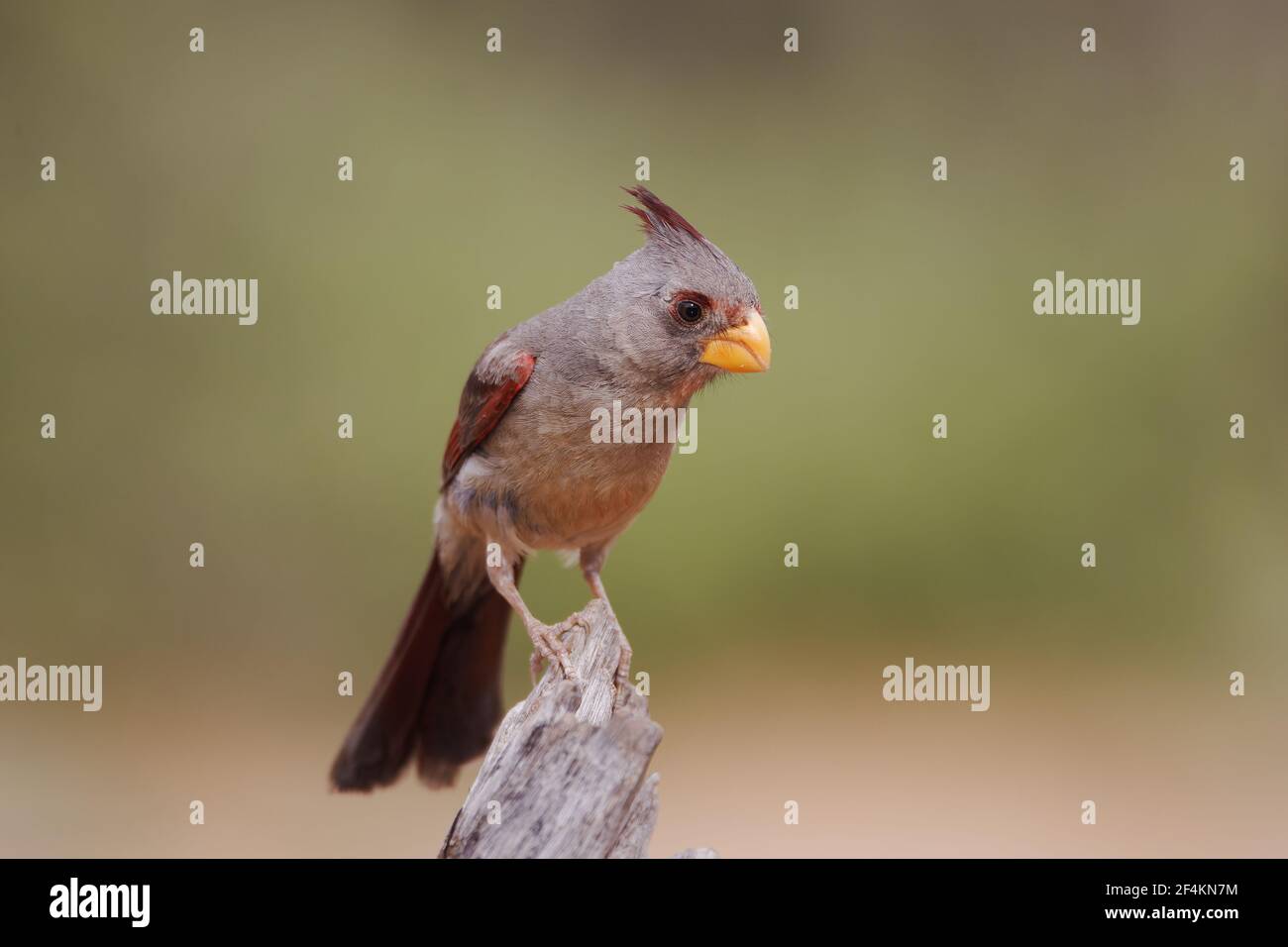 Desert cardinal hi-res stock photography and images - Alamy