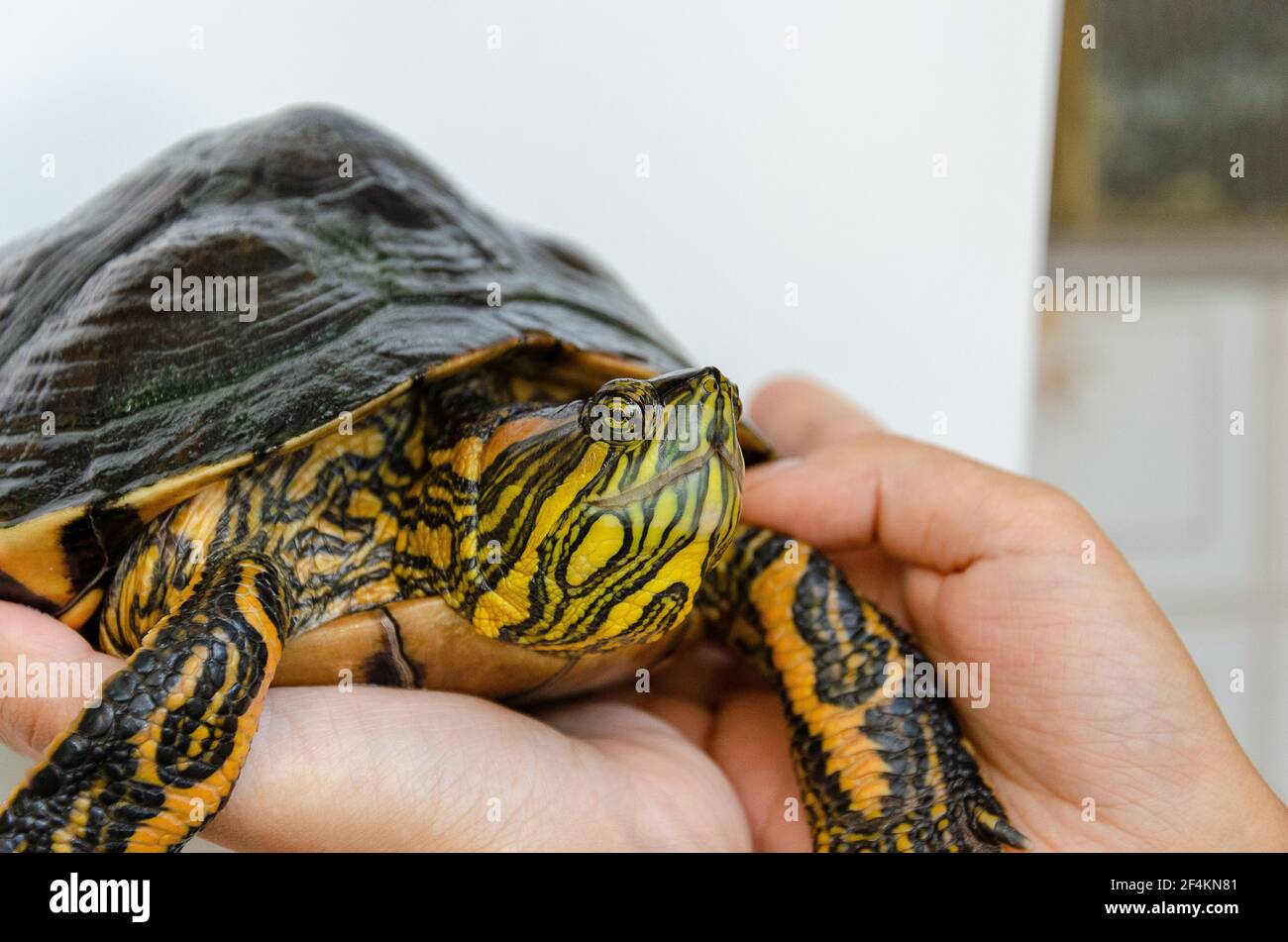 Hands and turtle hi-res stock photography and images - Alamy