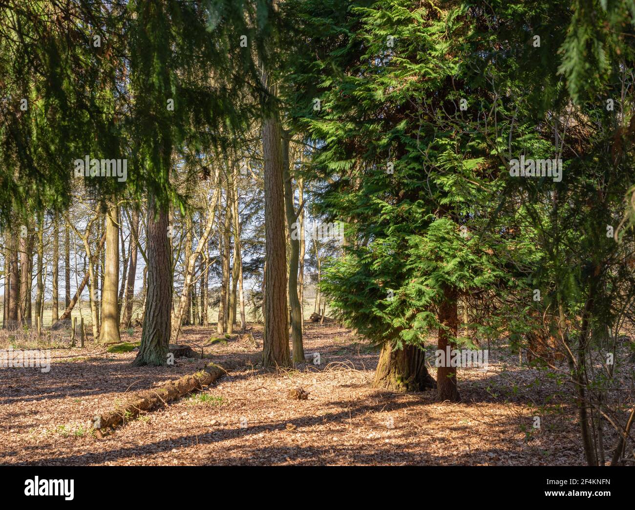 Conifer trees with green foliage overhand a forest floor with field in ...