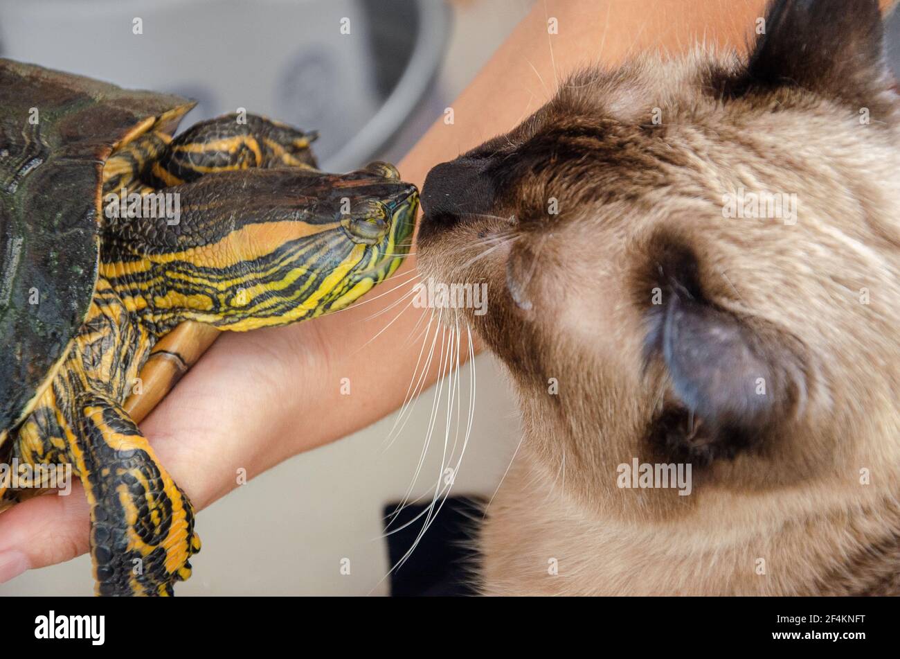 Woman turtle pet hi-res stock photography and images - Alamy