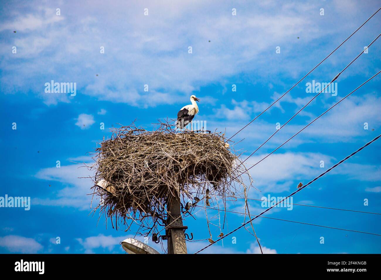 The white stork's house is a nest of twigs on a pole. Usually, the nest ...