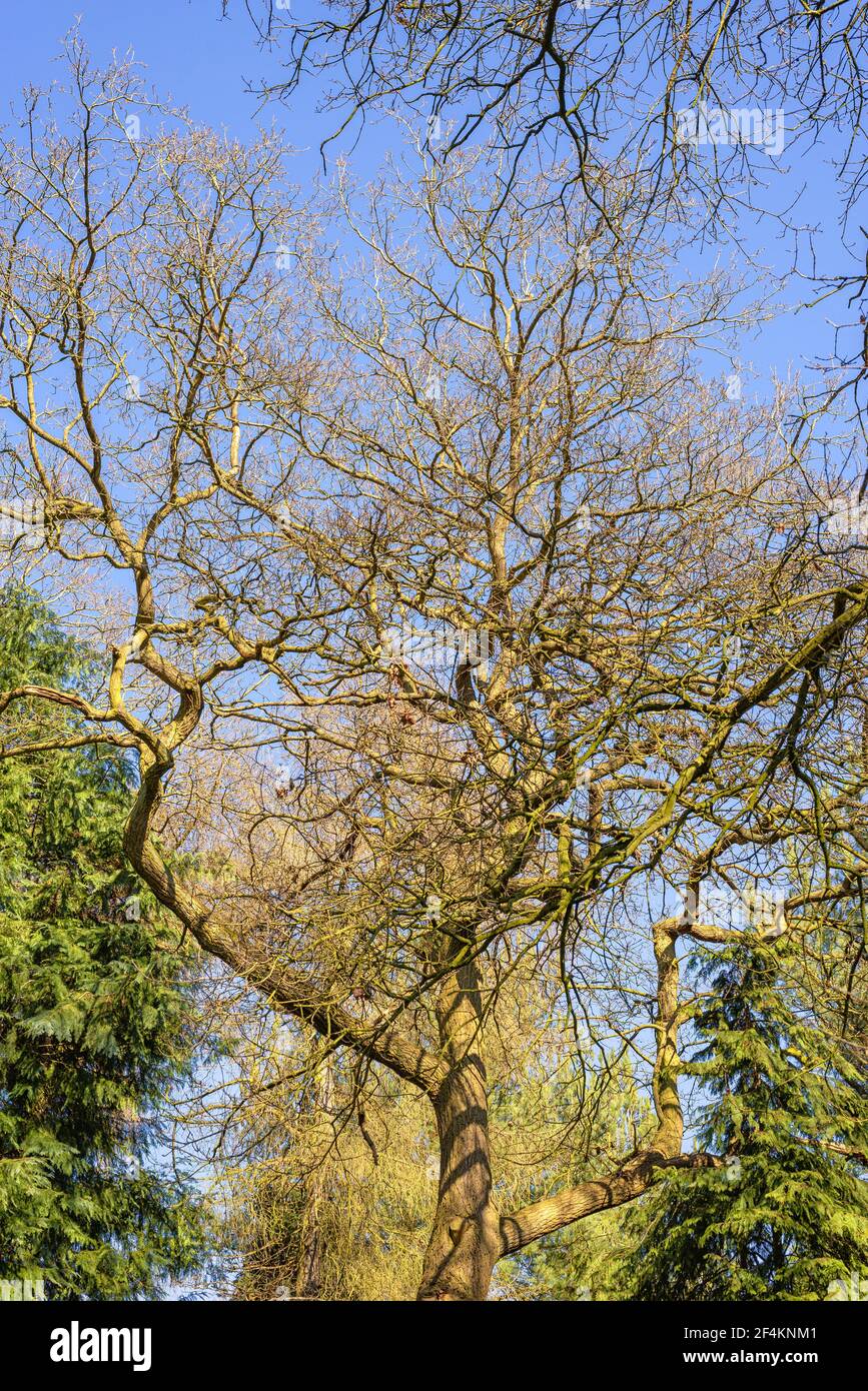 Curved bough hi-res stock photography and images - Alamy