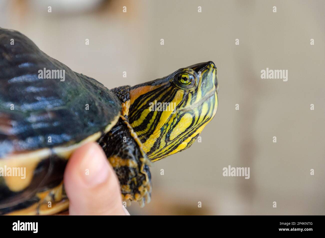 Side View Of Turtles Head High Resolution Stock Photography and Images ...