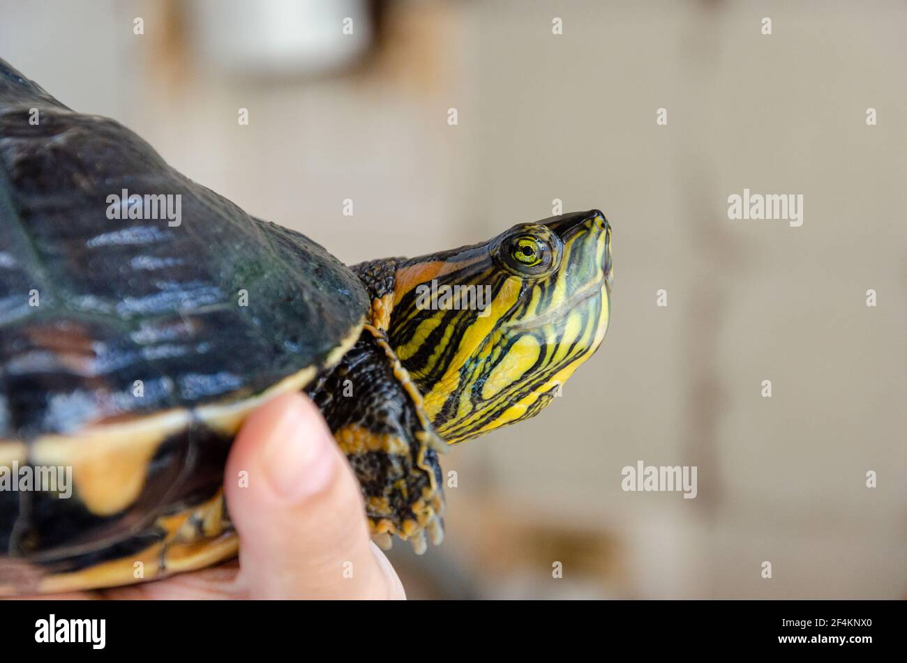 Side view of turtles head hi-res stock photography and images - Alamy