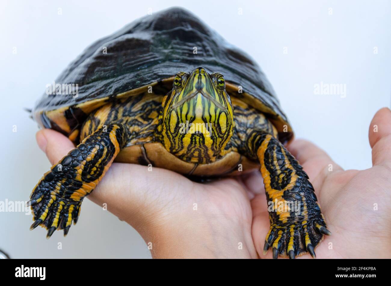 Hands and turtle hi-res stock photography and images - Alamy