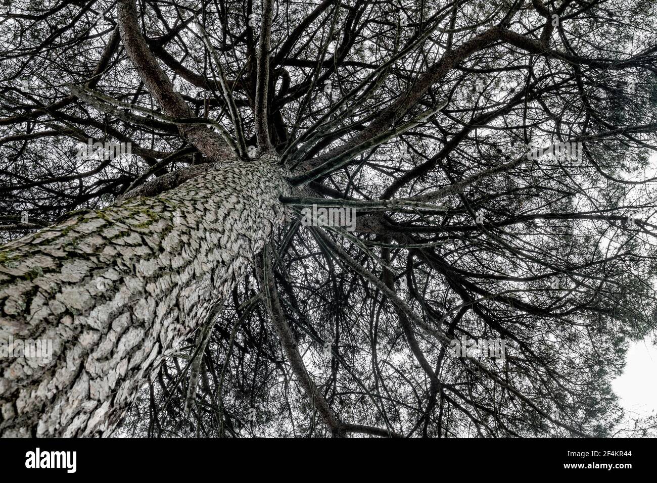 Big pine tree. Branches of a large branchy pine Stock Photo - Alamy