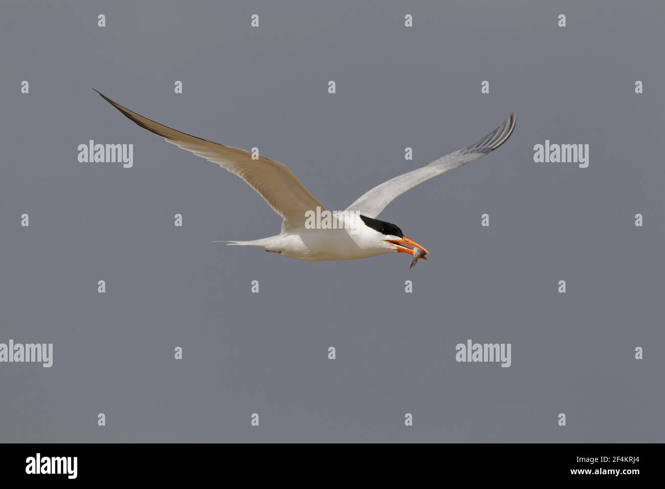 Royal Tern - in flight with fishSterna maxima Texas Coast, USA BI023072 ...