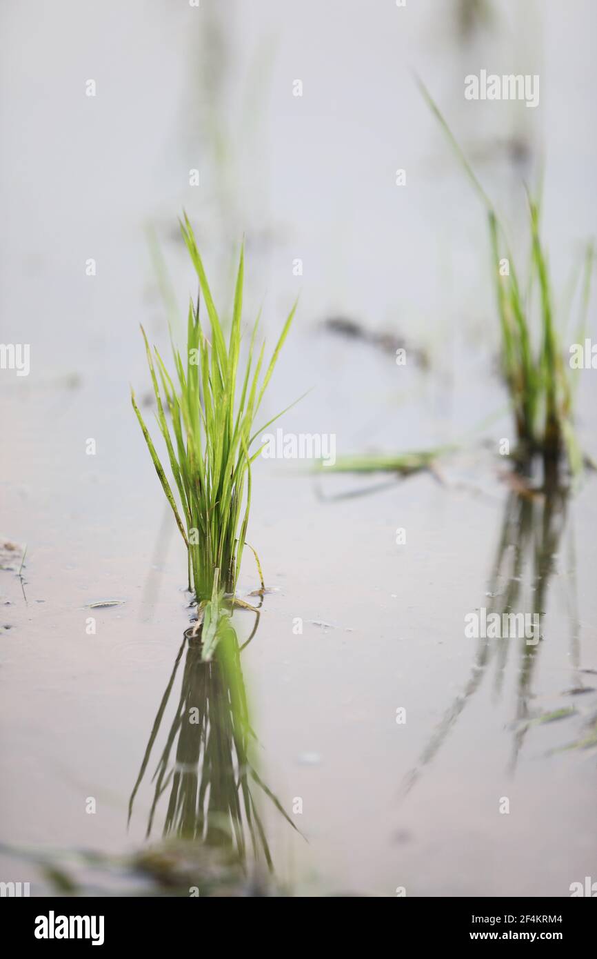 Grain of rice plant hi-res stock photography and images - Alamy