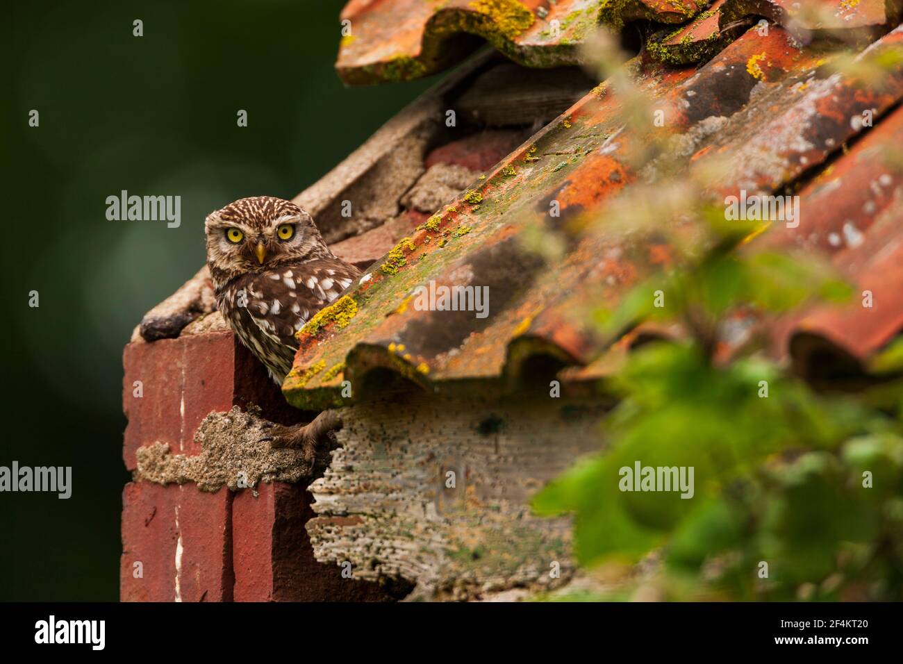 Nest roost hi-res stock photography and images - Alamy