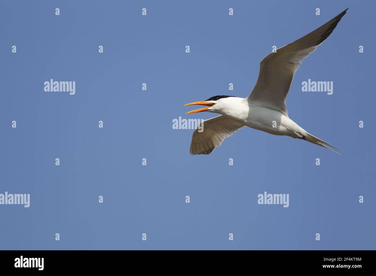 Royal terns sterna maxima hi-res stock photography and images - Alamy