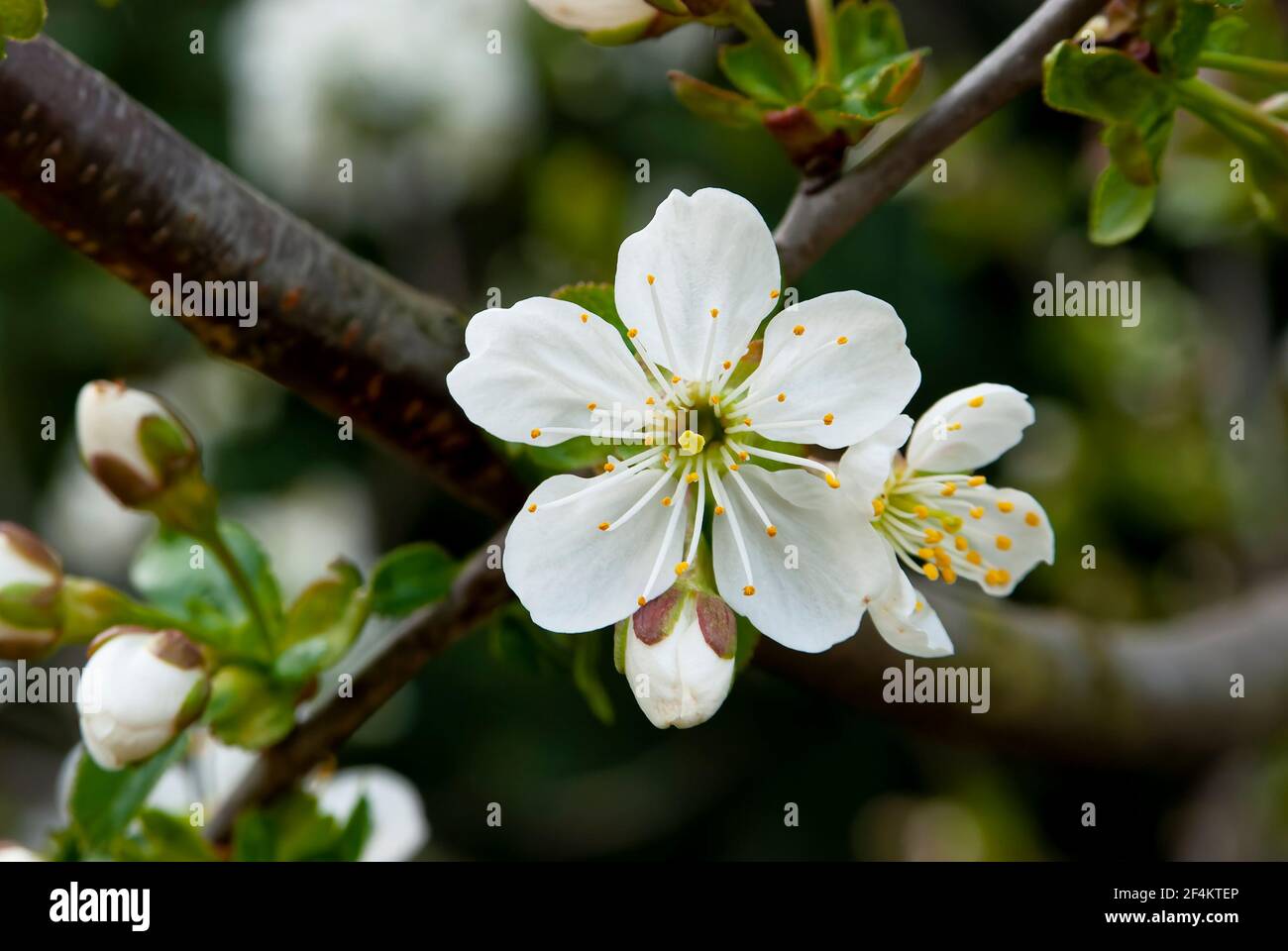 Single cherry blossom hi-res stock photography and images - Alamy