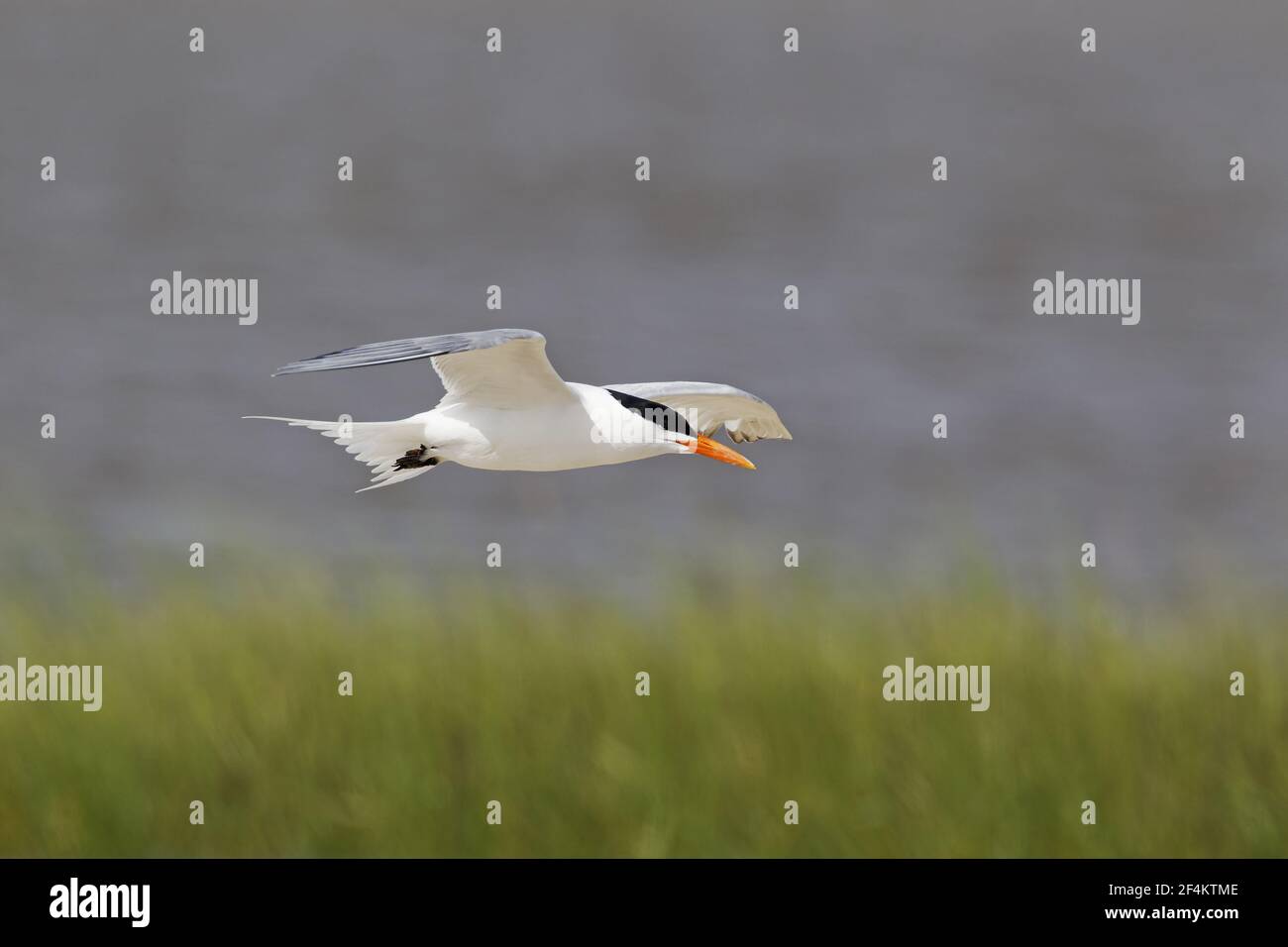 Royal Tern - in flight Sterna maxima Texas Coast, USA BI023084 Stock ...