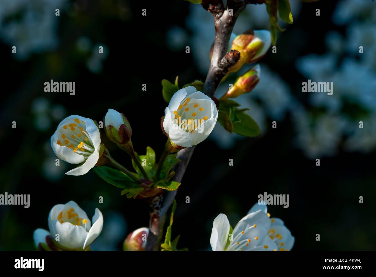 Slightly developed cherry blossoms in single rays of the sun. Spring ...