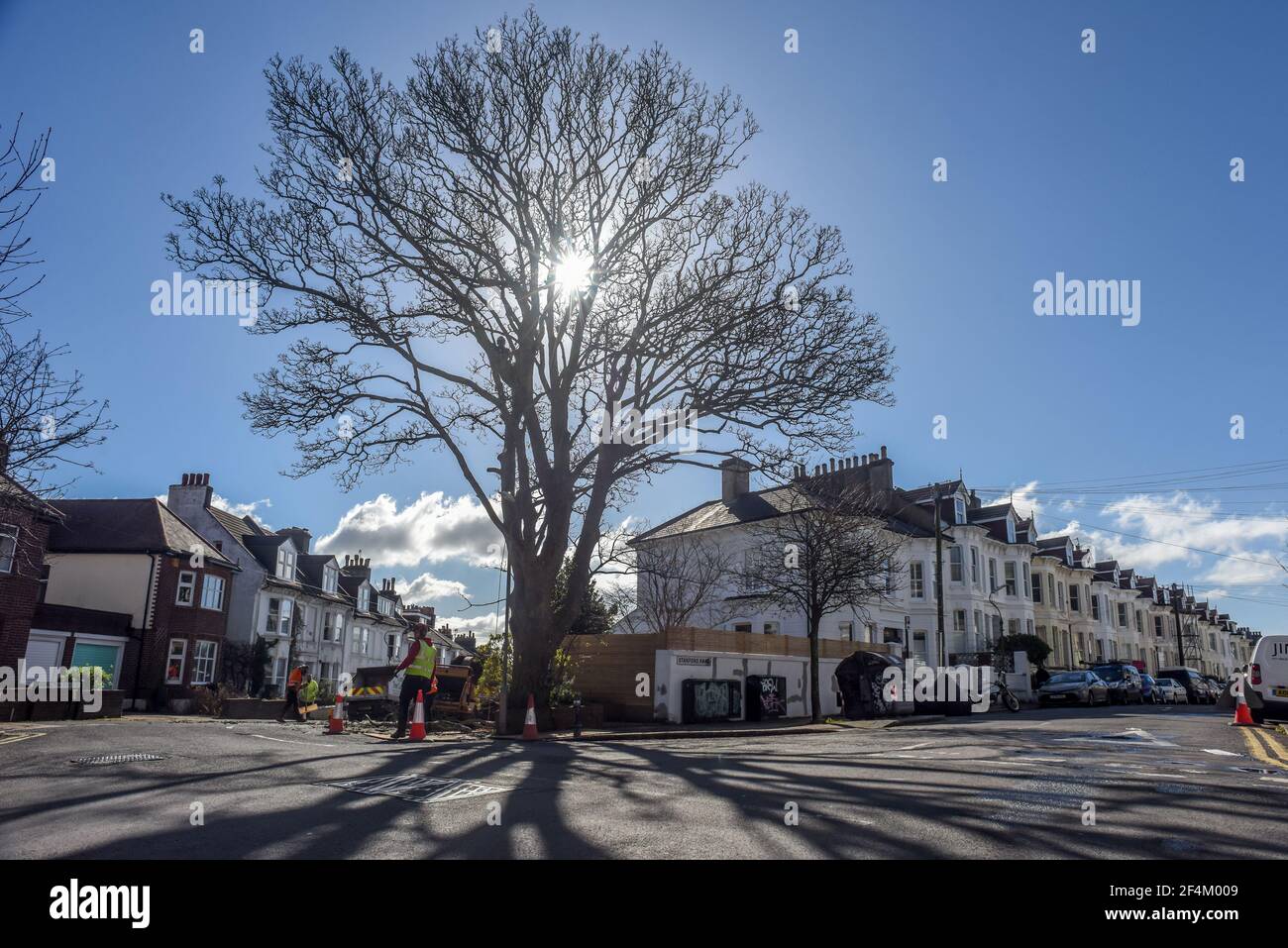 Brighton, March 19th 2021: A diseased tree in Brighton city centre ...