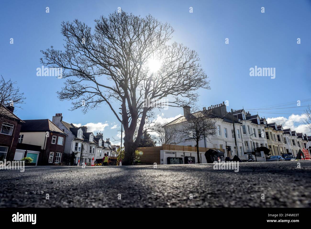 Brighton, March 19th 2021: A diseased tree in Brighton city centre ...