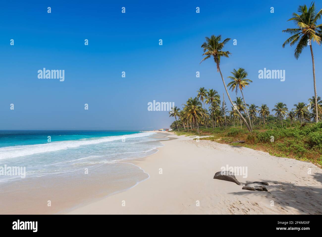 Palm trees on sunny Tropical beach in GOA, India Stock Photo - Alamy