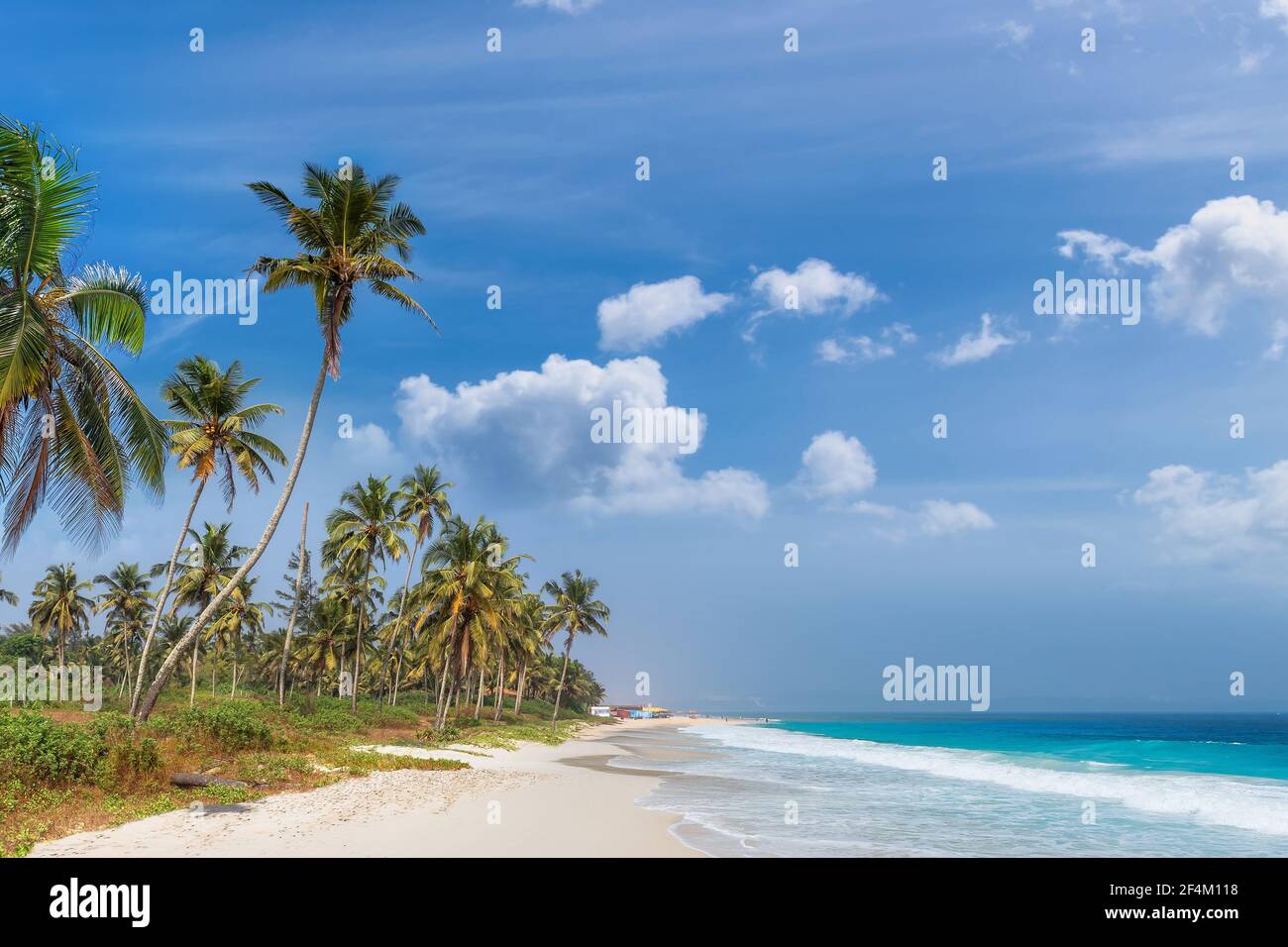Palm trees on sunny Tropical beach in GOA, India Stock Photo - Alamy