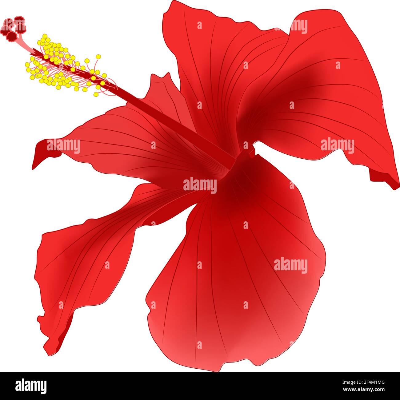 Colorful hibiscus flower Stock Vector Images - Alamy