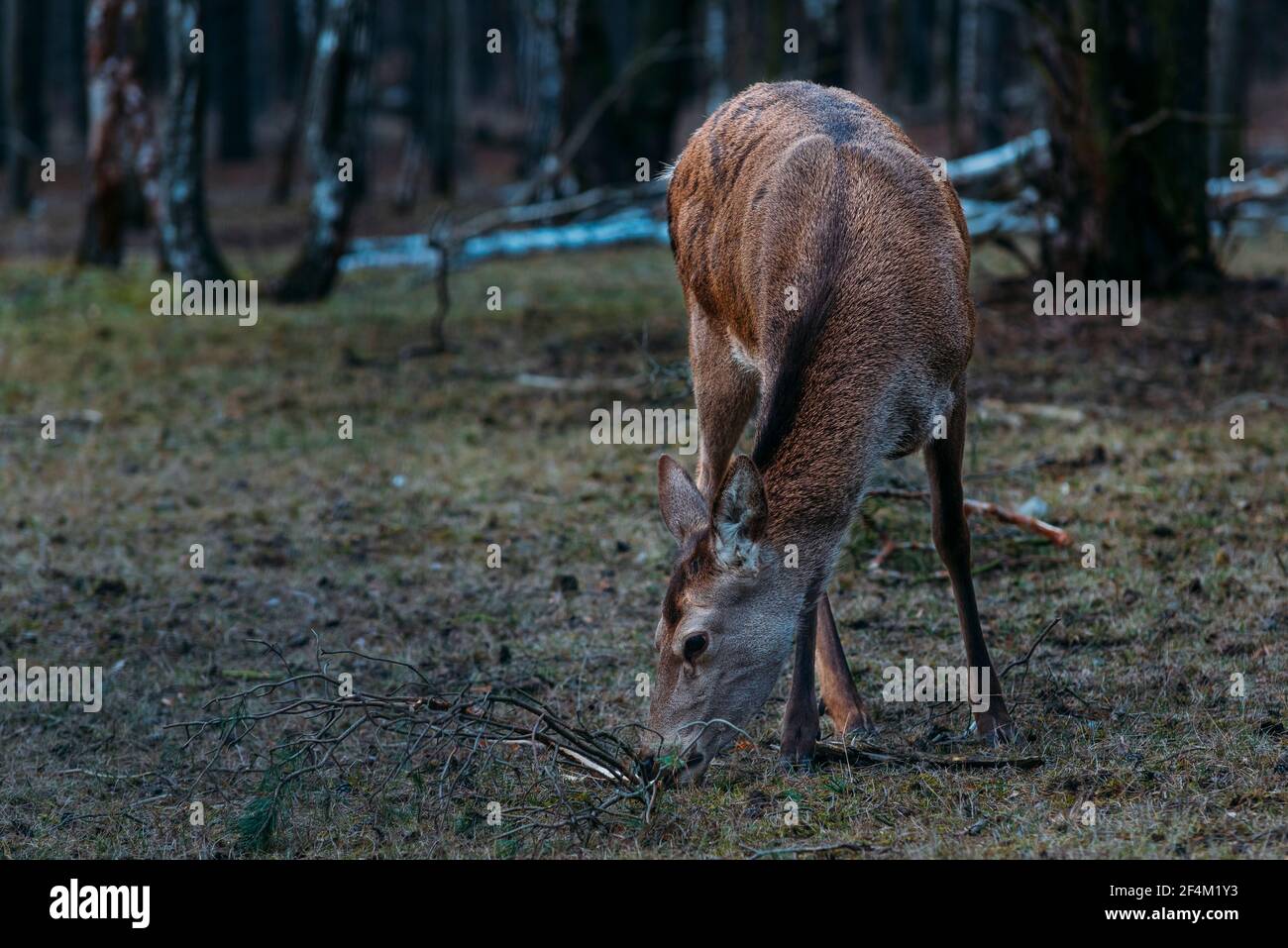 Red deer cow in forest, A hind in a forest, doe in forest Stock Photo ...