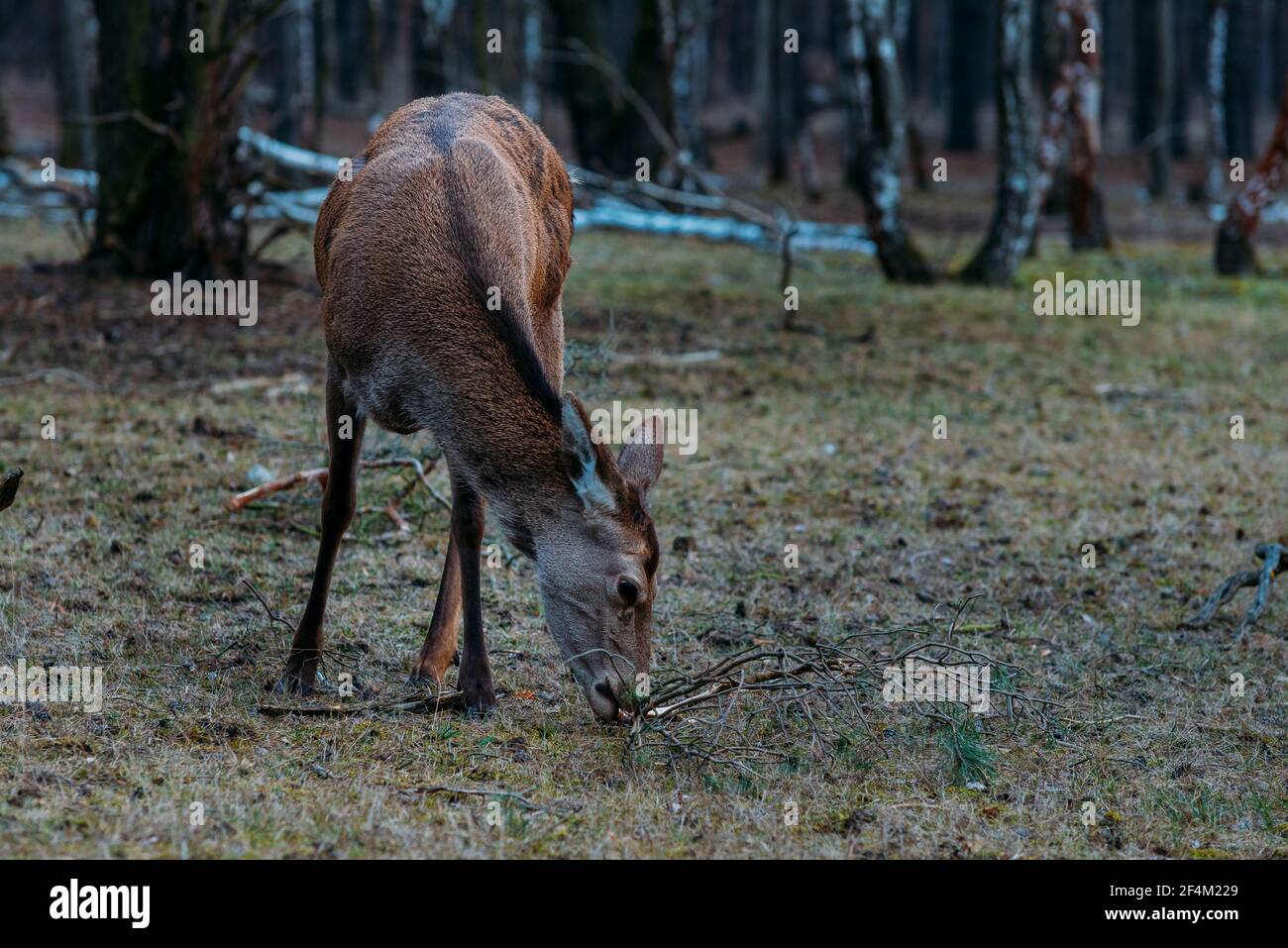 Red deer cow in forest, A hind in a forest, doe in forest Stock Photo ...