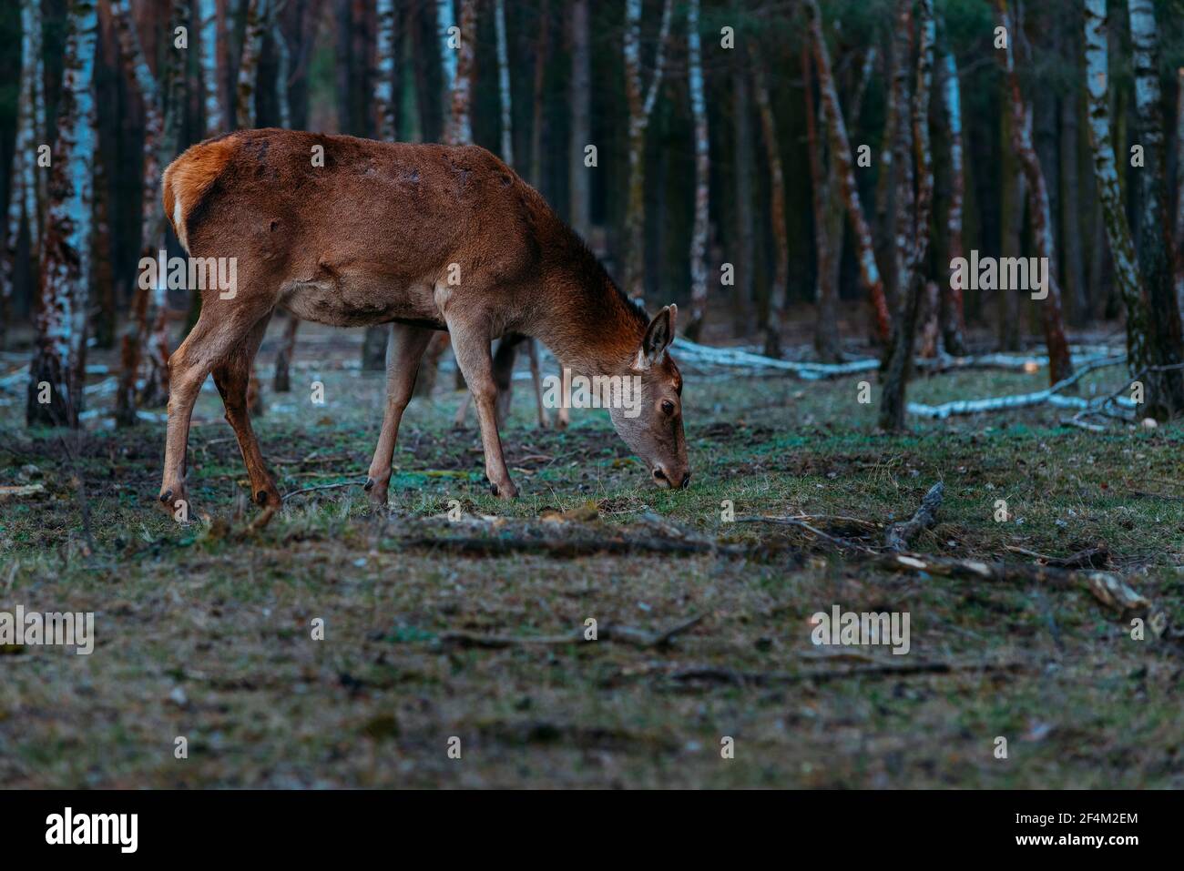 Doe cow hi-res stock photography and images - Alamy