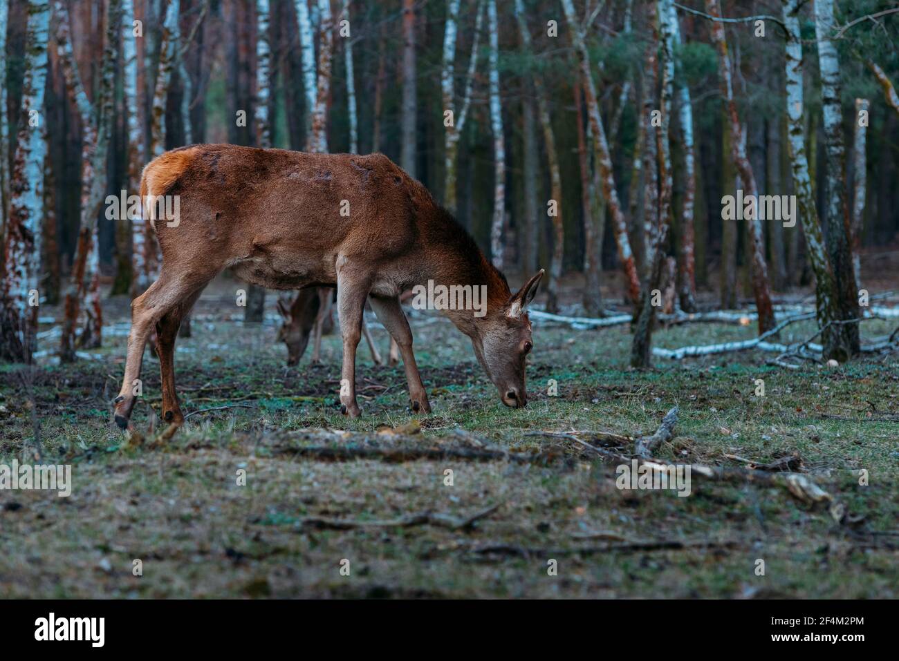Attentive red deer hind in hi-res stock photography and images - Alamy