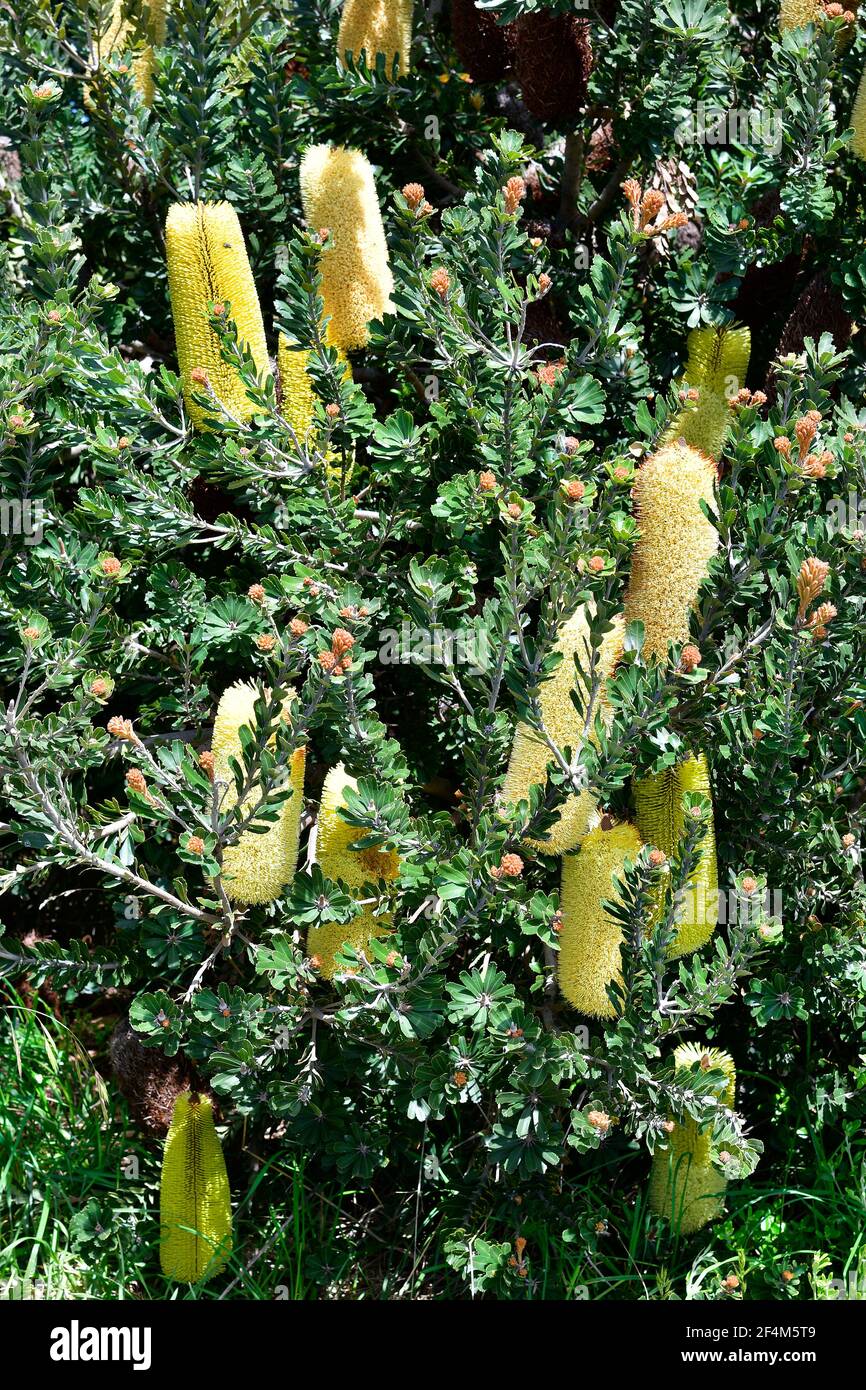 Australia, flowering banksia tree Stock Photo - Alamy