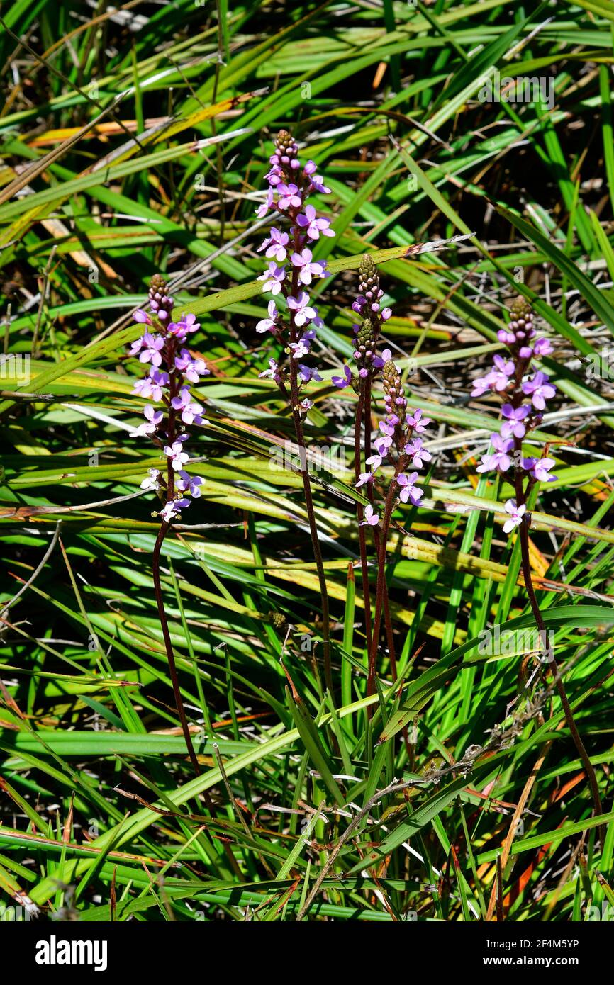 Australia, trigger plant flower Stock Photo - Alamy