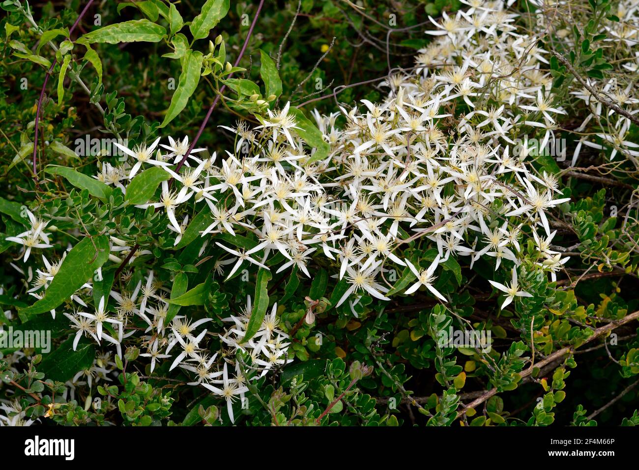 Linearifolia hi-res stock photography and images - Alamy