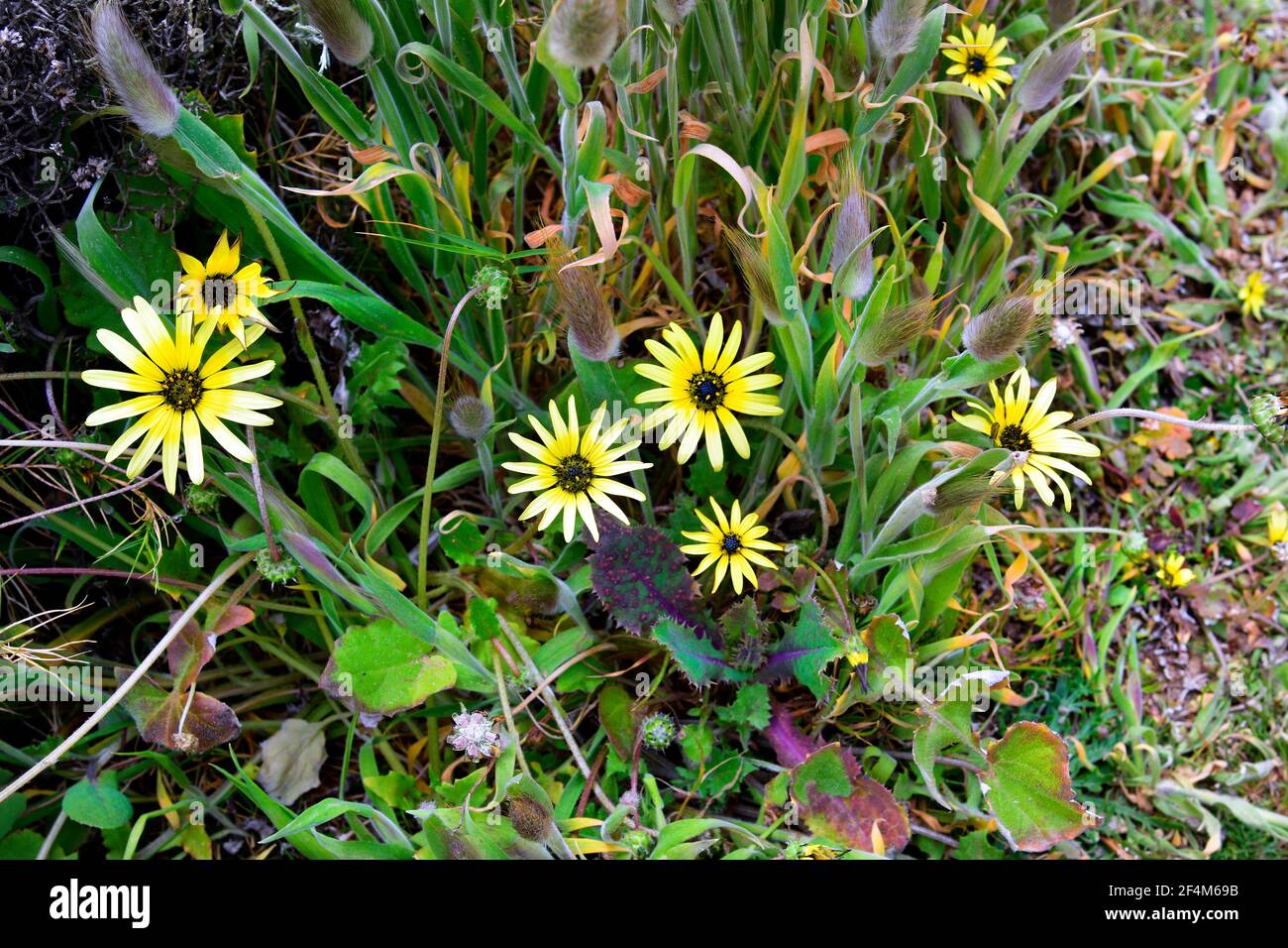 Australia, cape weed flower Stock Photo - Alamy