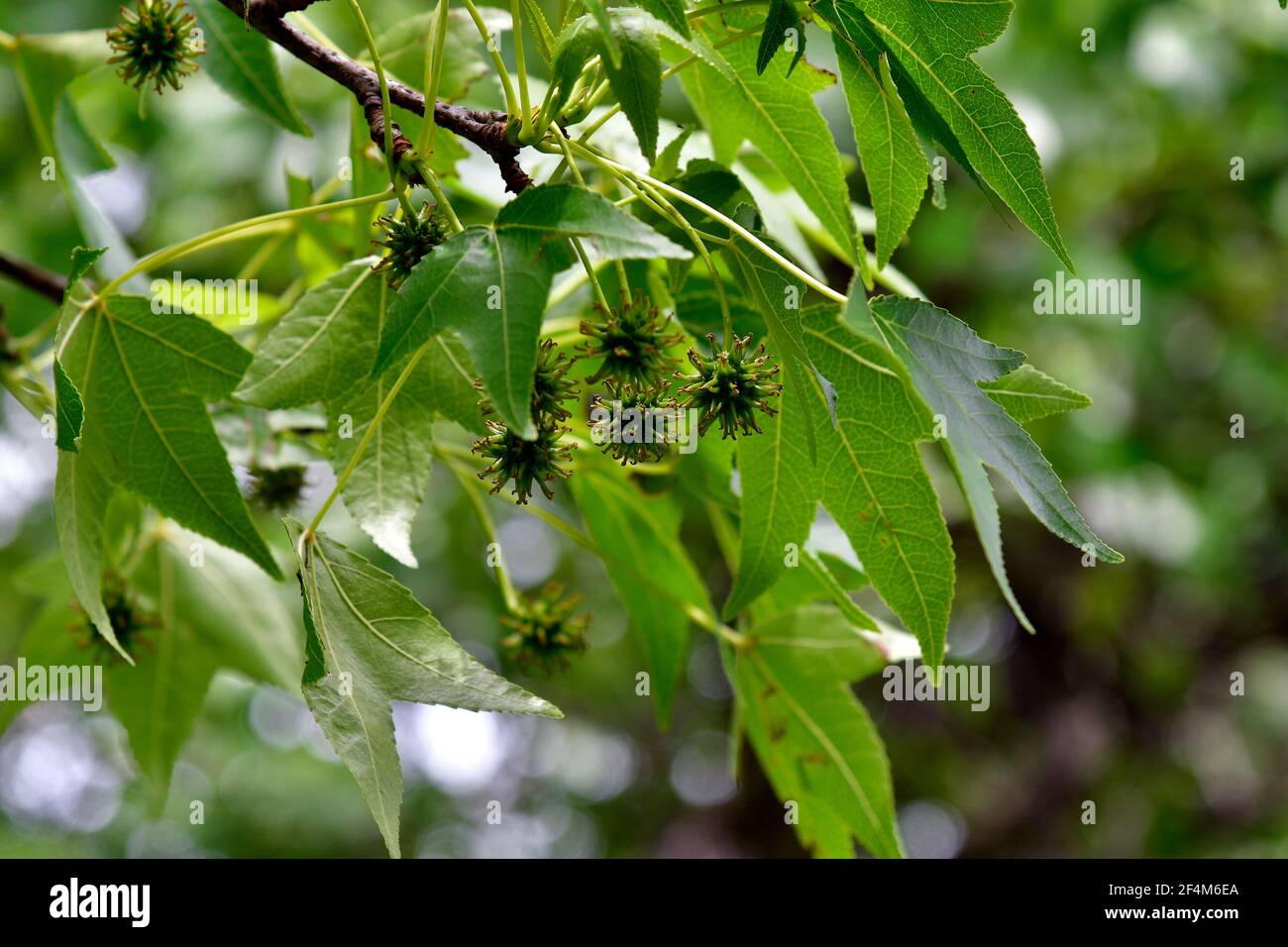 Storax hi-res stock photography and images - Alamy