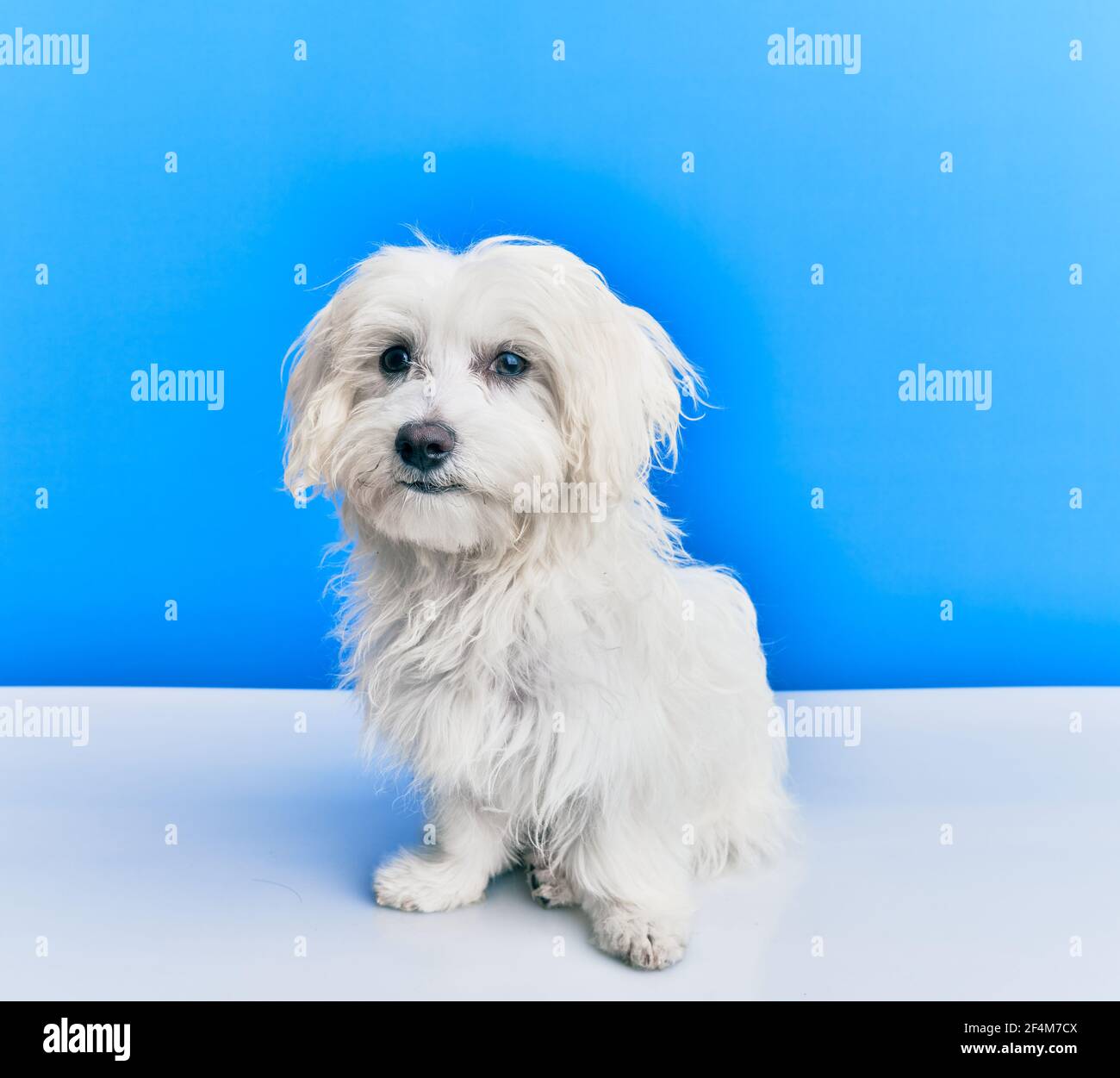 Adorable dog over isolated blue background Stock Photo - Alamy
