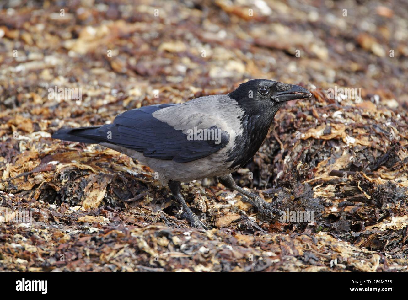 Hooded crow scotland hi-res stock photography and images - Alamy