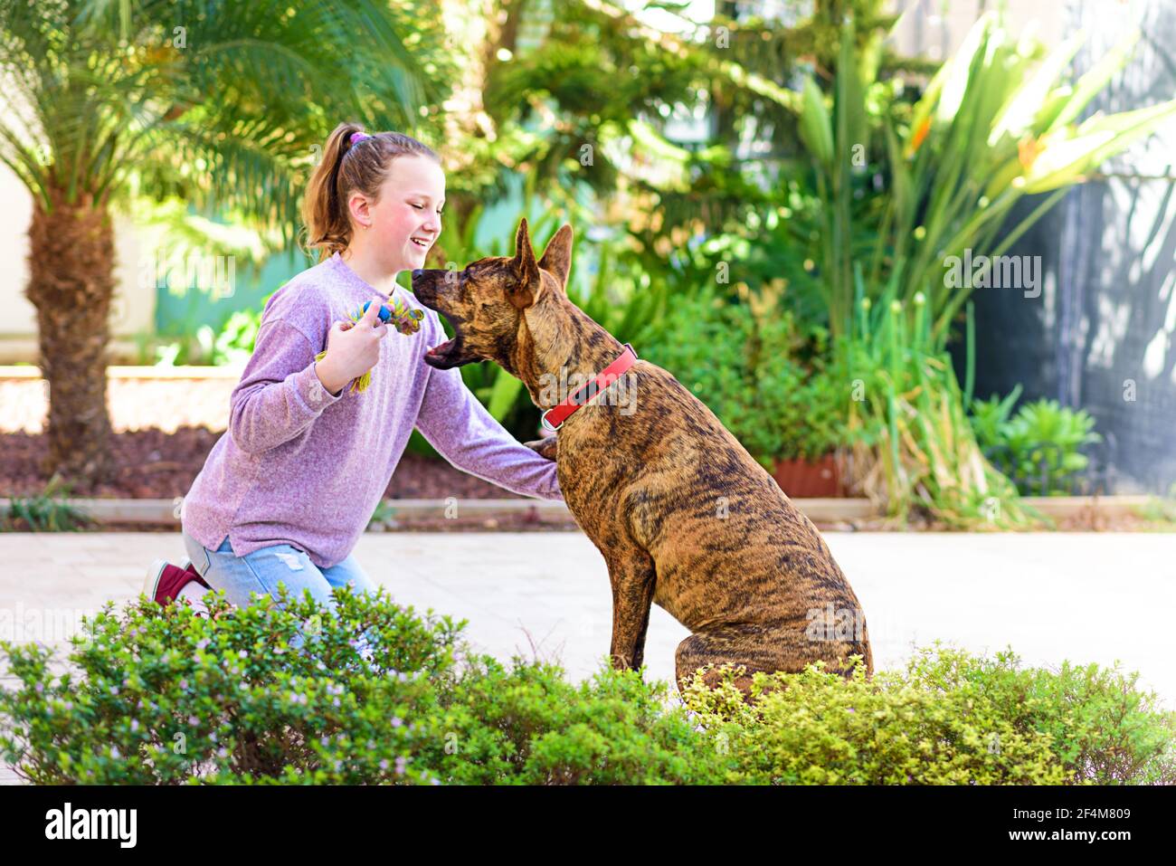 Puppy giving a paw hi-res stock photography and images - Alamy