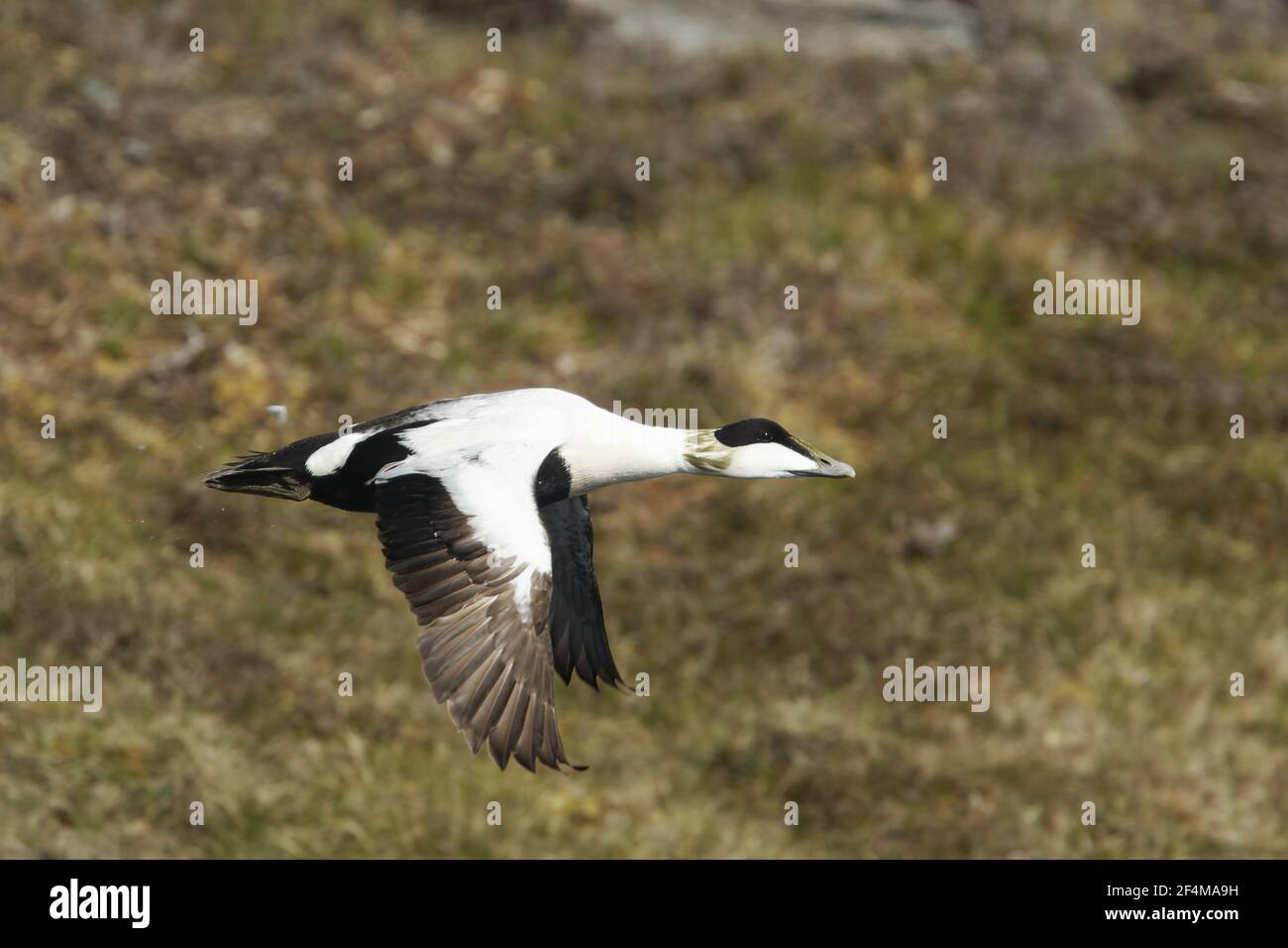Eider britain hi-res stock photography and images - Alamy