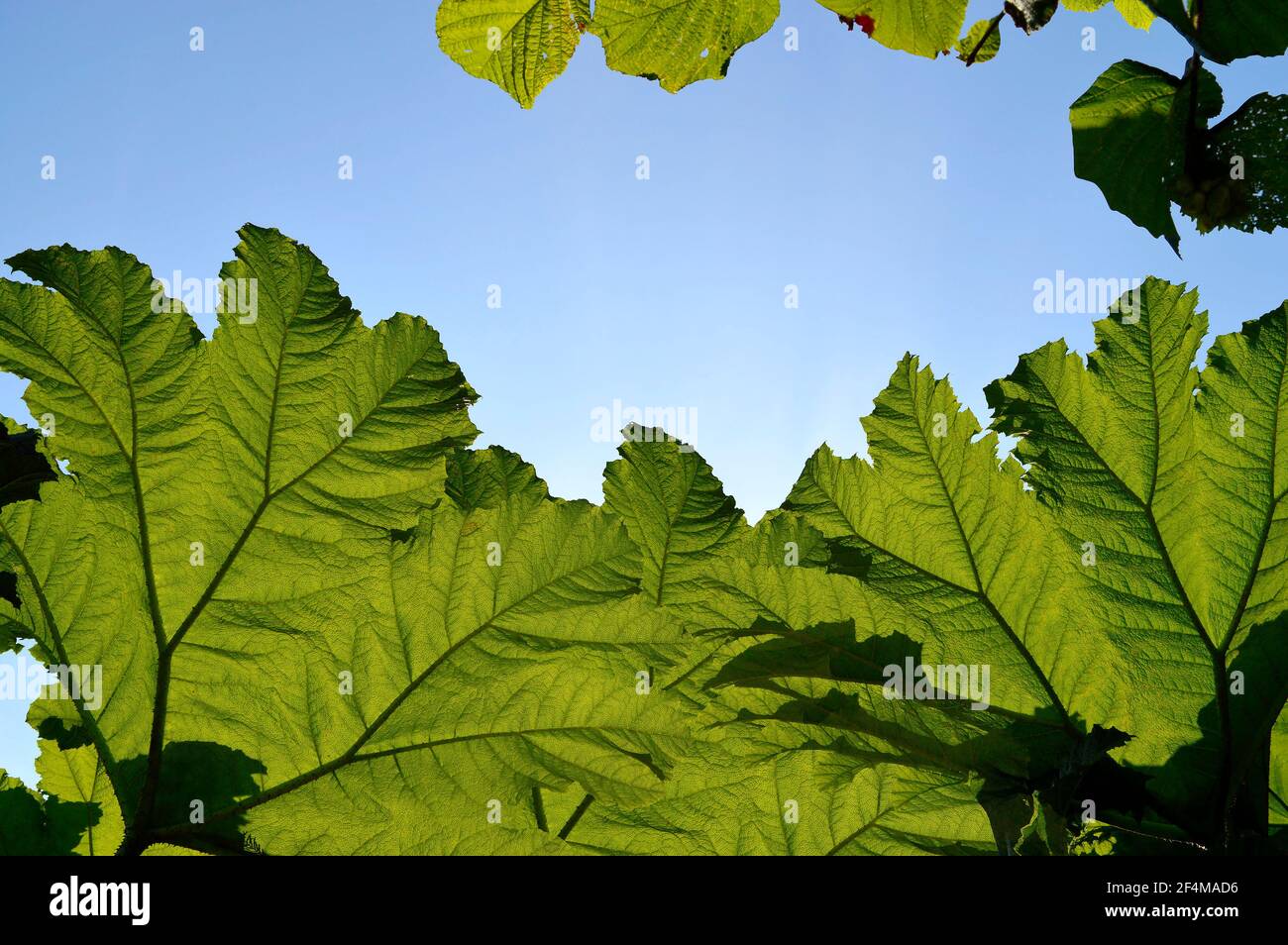 Gunnera manicata, commonly known as giant rhubarb Stock Photo - Alamy