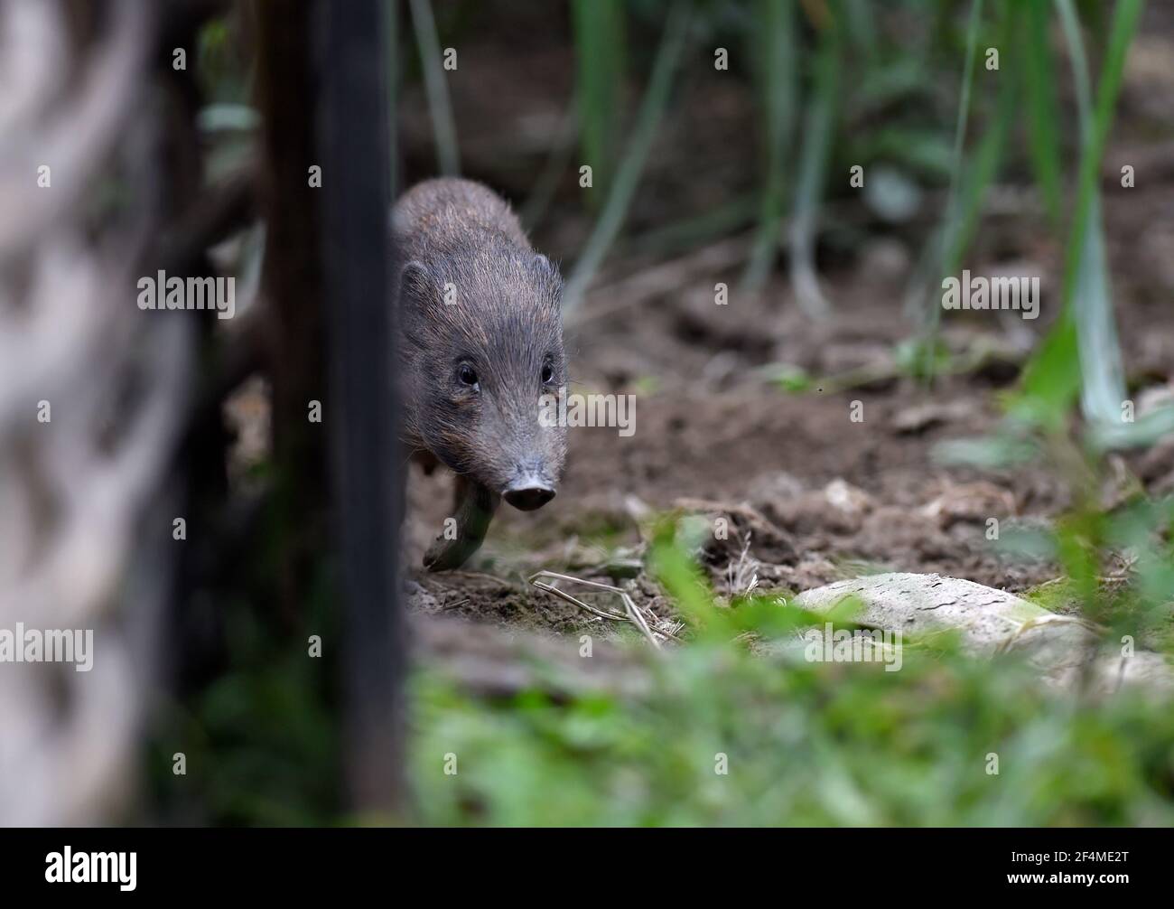 Pygmy hogs hi-res stock photography and images - Alamy