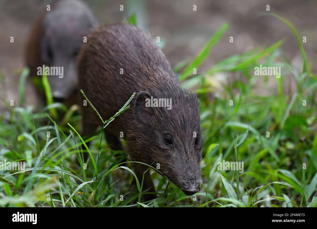 Pygmy hogs hi-res stock photography and images - Alamy