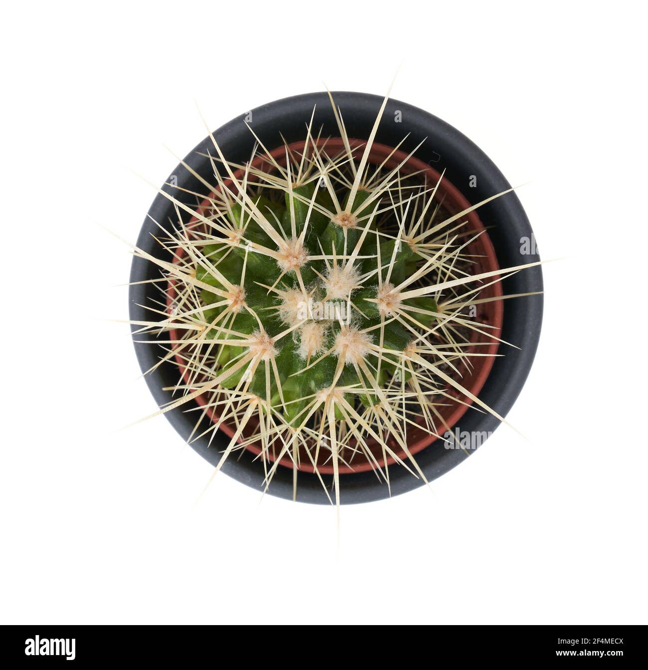 Overhead view of cactus plant pot Stock Photo - Alamy