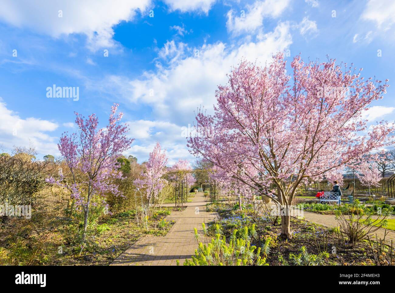 Prunus pendula var. ascendens 'Rosea', ornamental weeping cherry tree ...