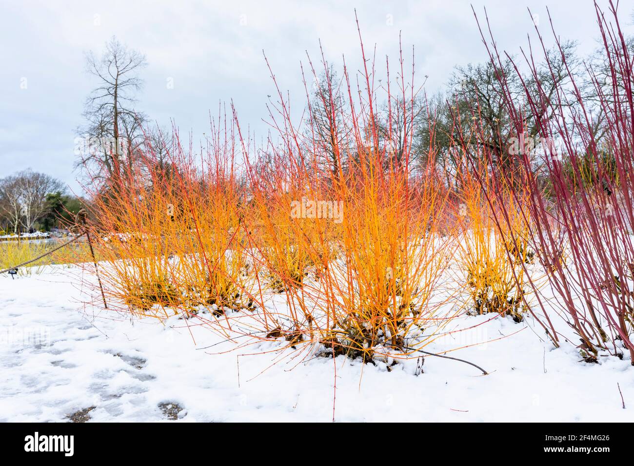 Cornus with orange and red stems in snow by the lake at RHS Garden ...