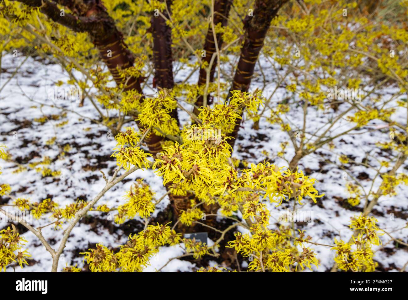 Yellow witch hazel, Hamamelis x intermedia 'Pallida', trees flowering ...
